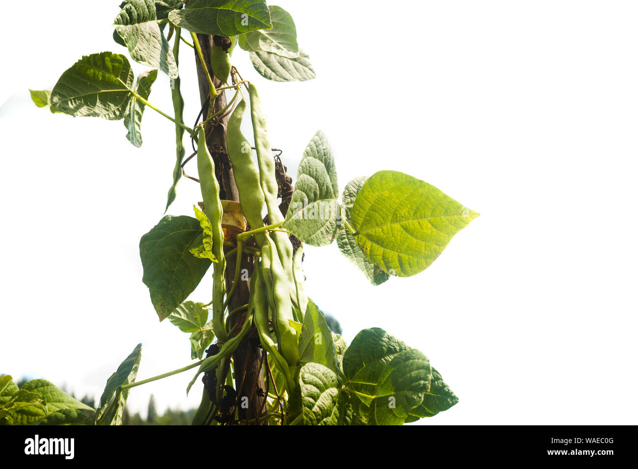 fresh beans in garden isolated on white background Stock Photo - Alamy