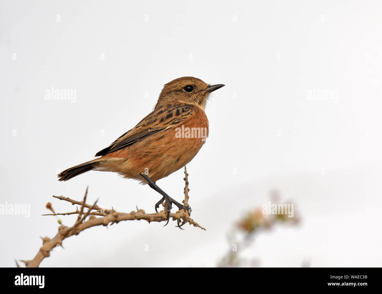 Female common stonechat hi-res stock photography and images - Alamy