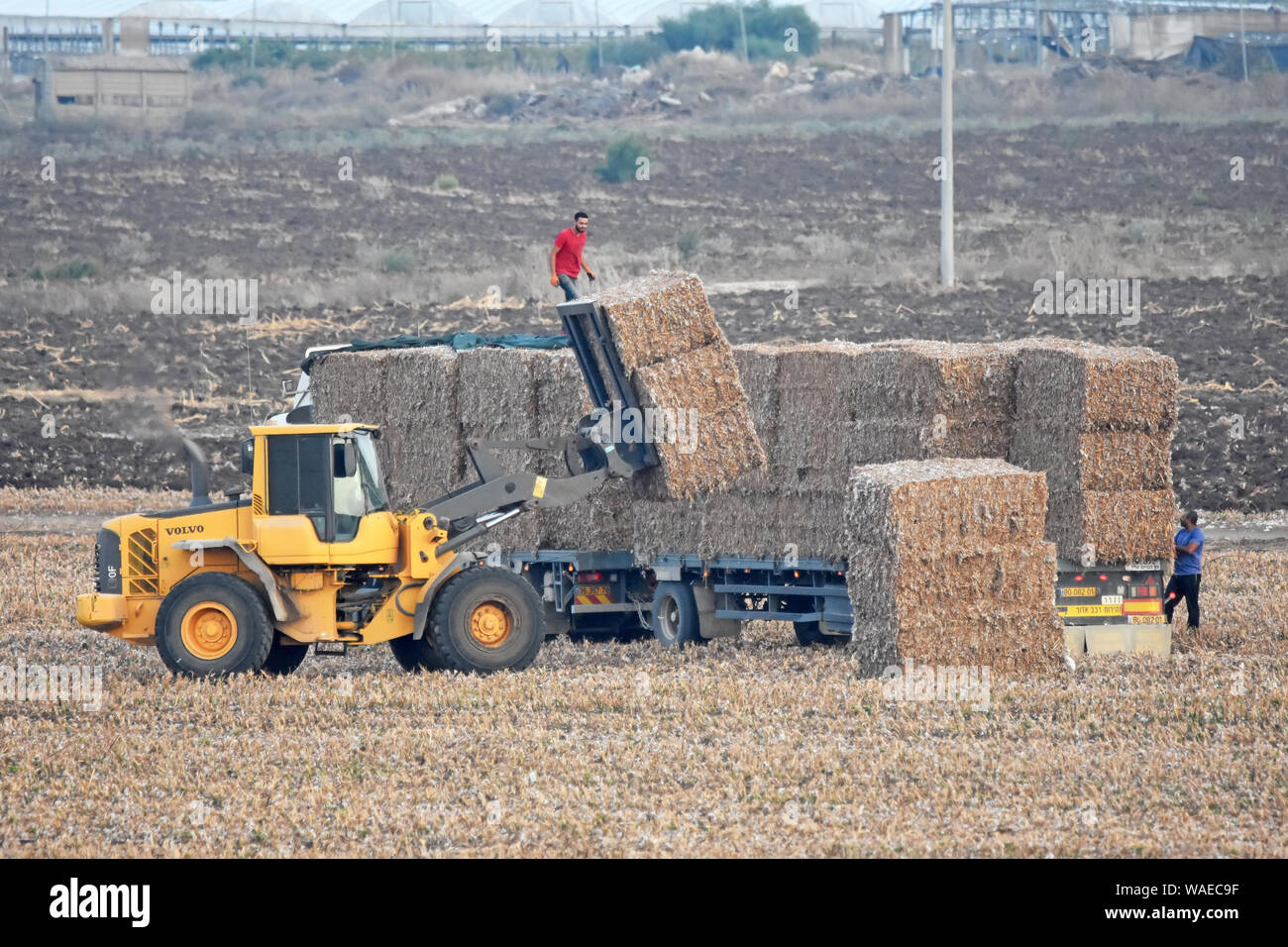 Tractor load a straw bale on a truck Stock Photo - Alamy