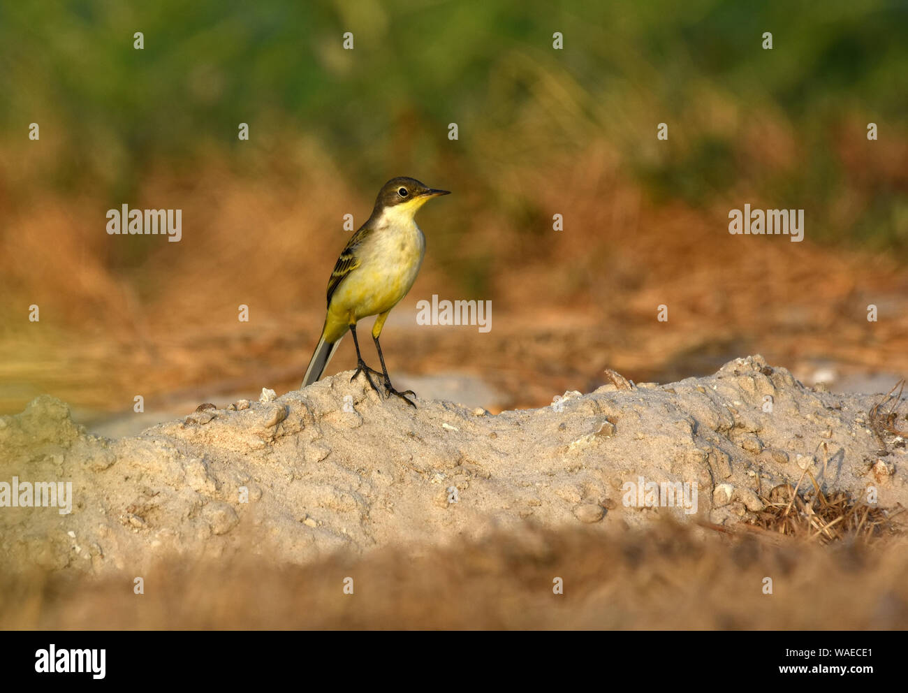 Migration watching hi-res stock photography and images - Alamy