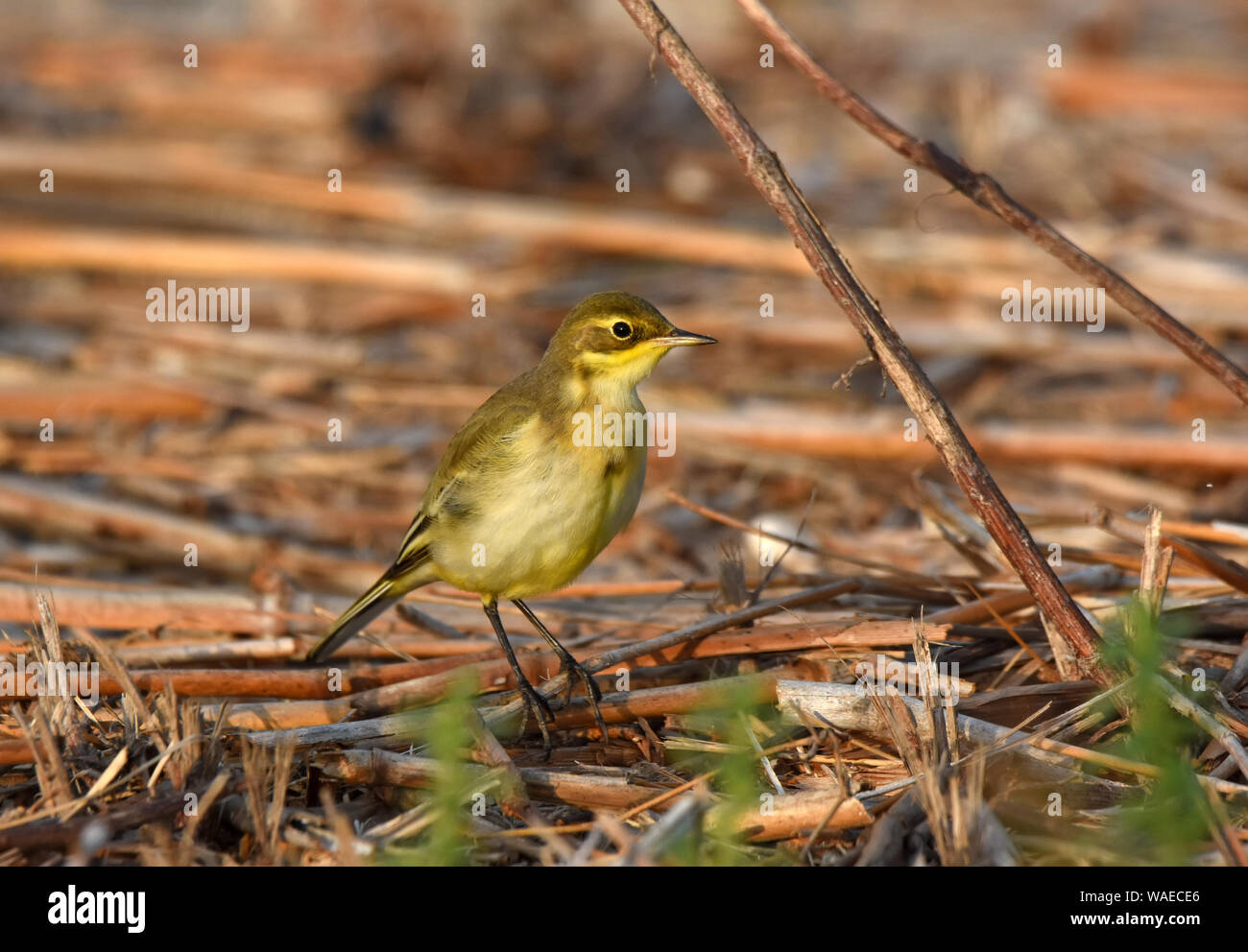 Yellow wagtail during migration Stock Photo - Alamy