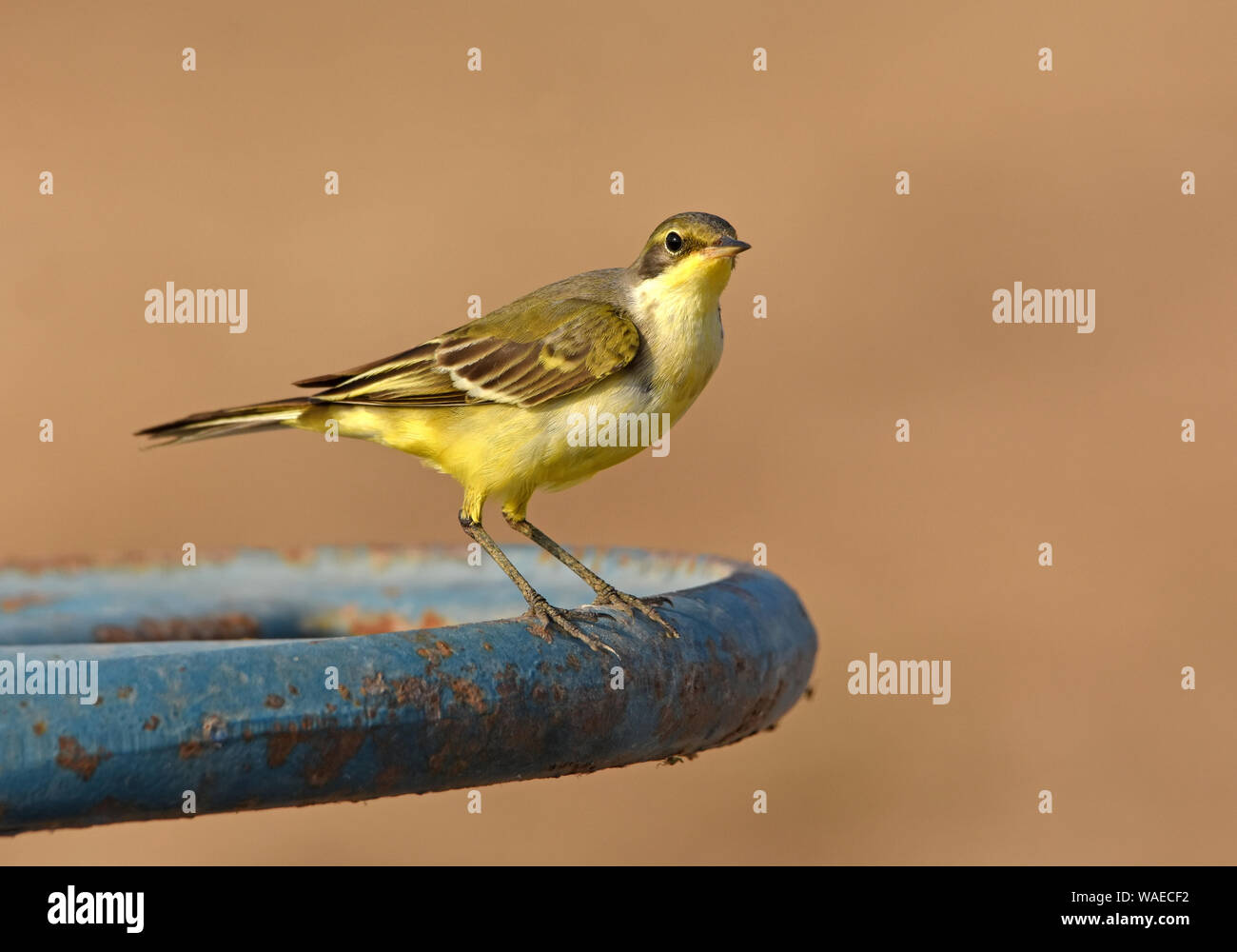 Yellow wagtail during migration Stock Photo - Alamy