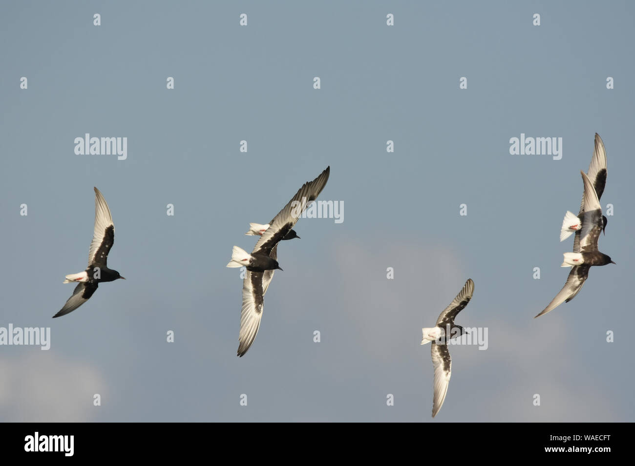 White winged black tern chlidonias hi-res stock photography and images ...