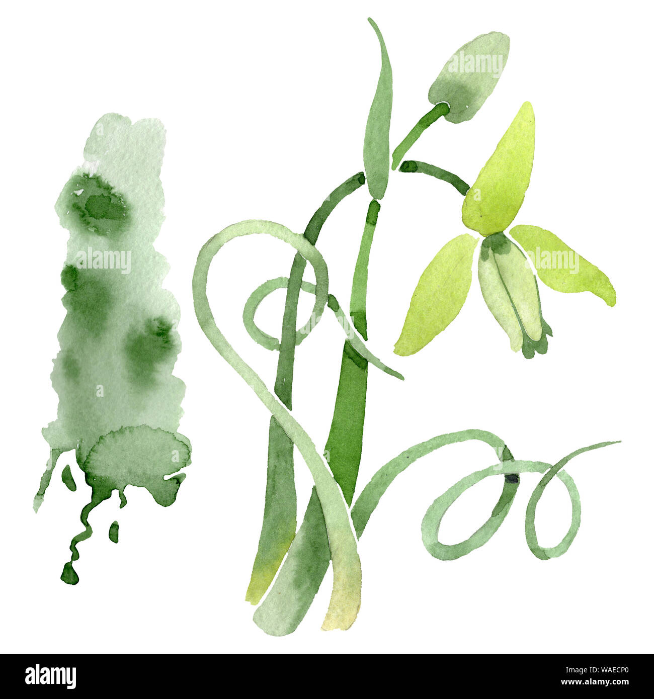 Albuca Cut Out Stock Images & Pictures - Alamy