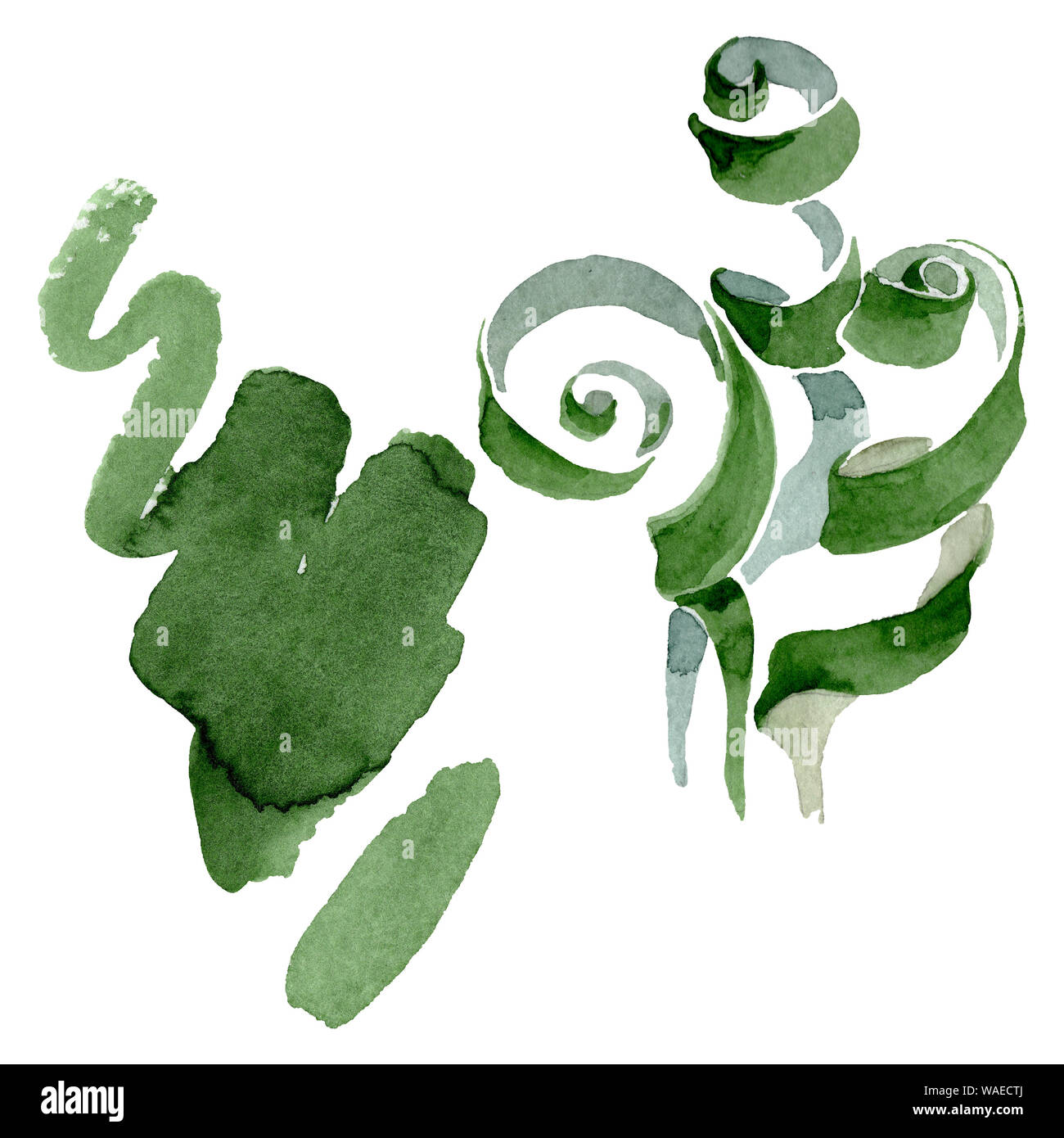 Albuca Cut Out Stock Images & Pictures - Alamy