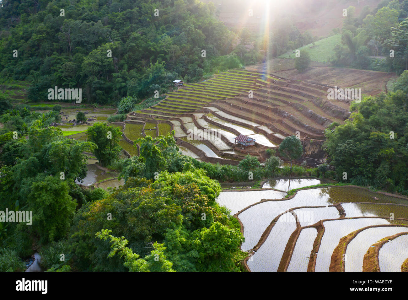 Aerial drone view of terraced rice fields in Thailand Stock Photo - Alamy