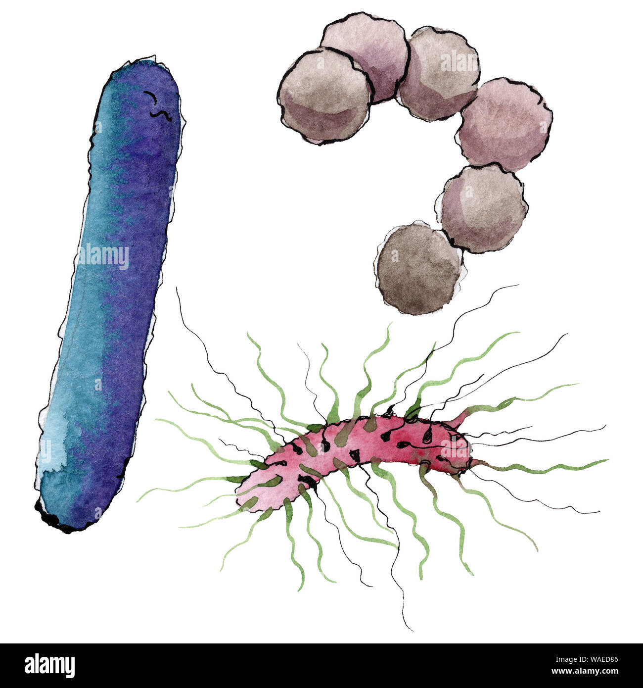Microbe or germ hand drown illustration. Watercolor background ...