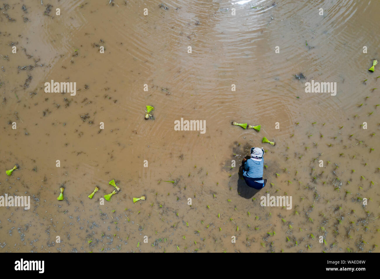 Aerial drone view of thai women transplanting rice seedlings in paddy ...