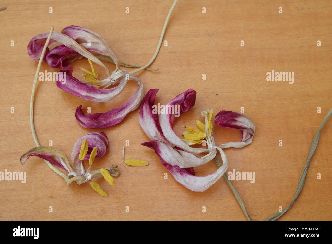 Dried tulips hi-res stock photography and images - Alamy