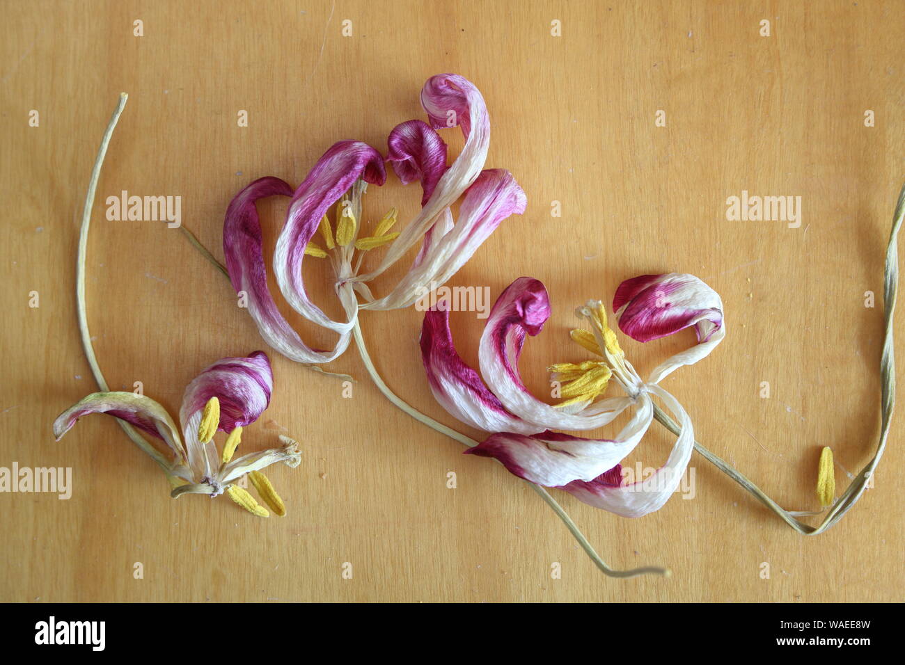 Dried tulip petals High Resolution Stock Photography and Images - Alamy