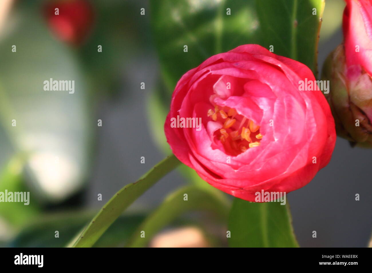 Single petals hi-res stock photography and images - Alamy