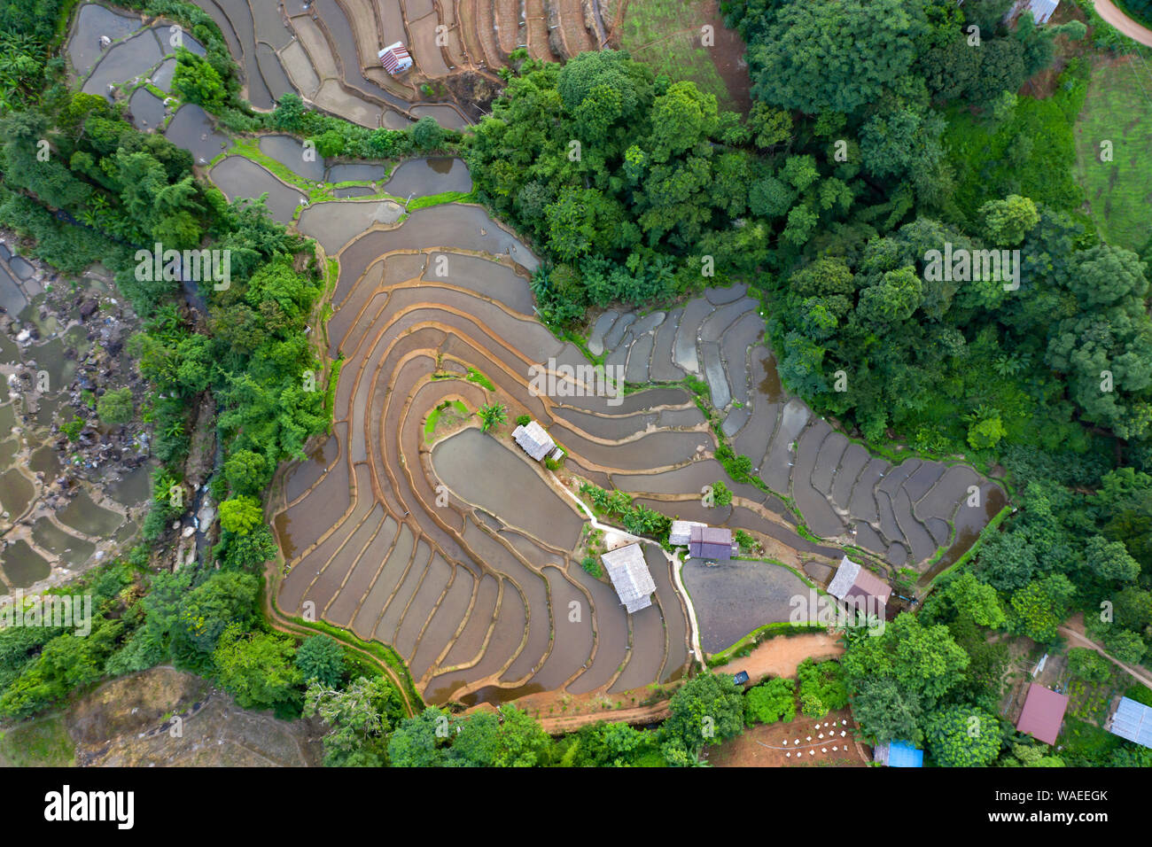 Aerial drone view of terraced rice fields in Thailand Stock Photo - Alamy