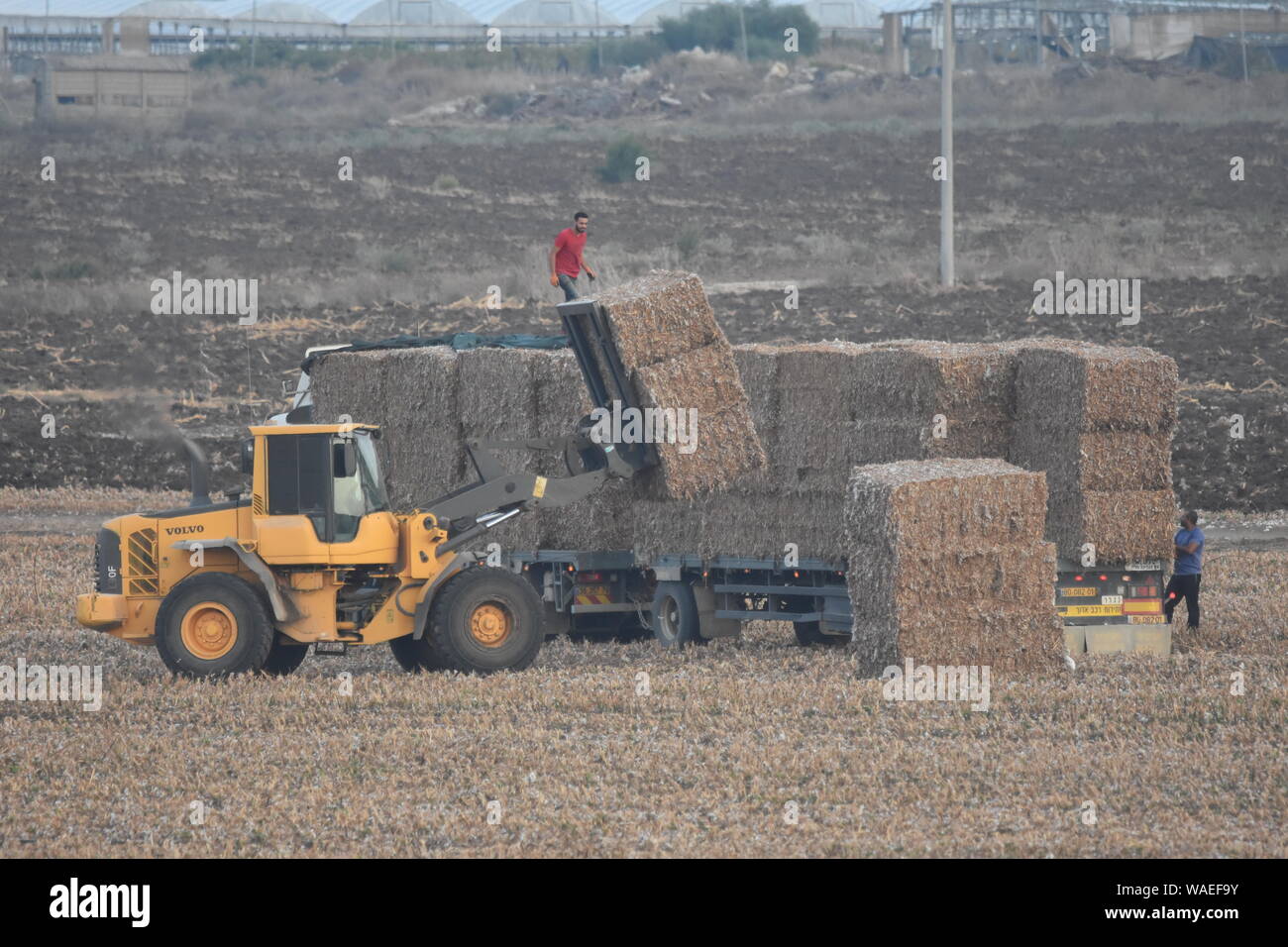Tractor load a straw bale onto a truck Stock Photo - Alamy