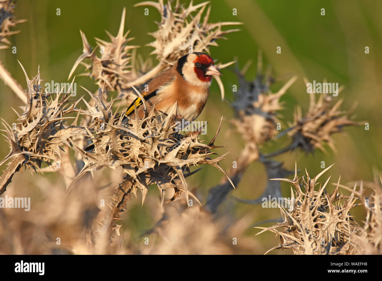 Goldfinch habitat hi-res stock photography and images - Alamy