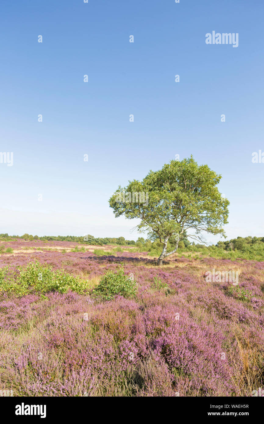 Breckland area norfolk hi-res stock photography and images - Alamy