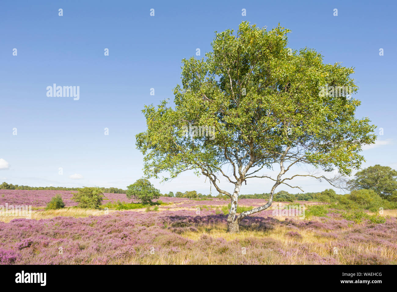 Breckland area norfolk hi-res stock photography and images - Alamy