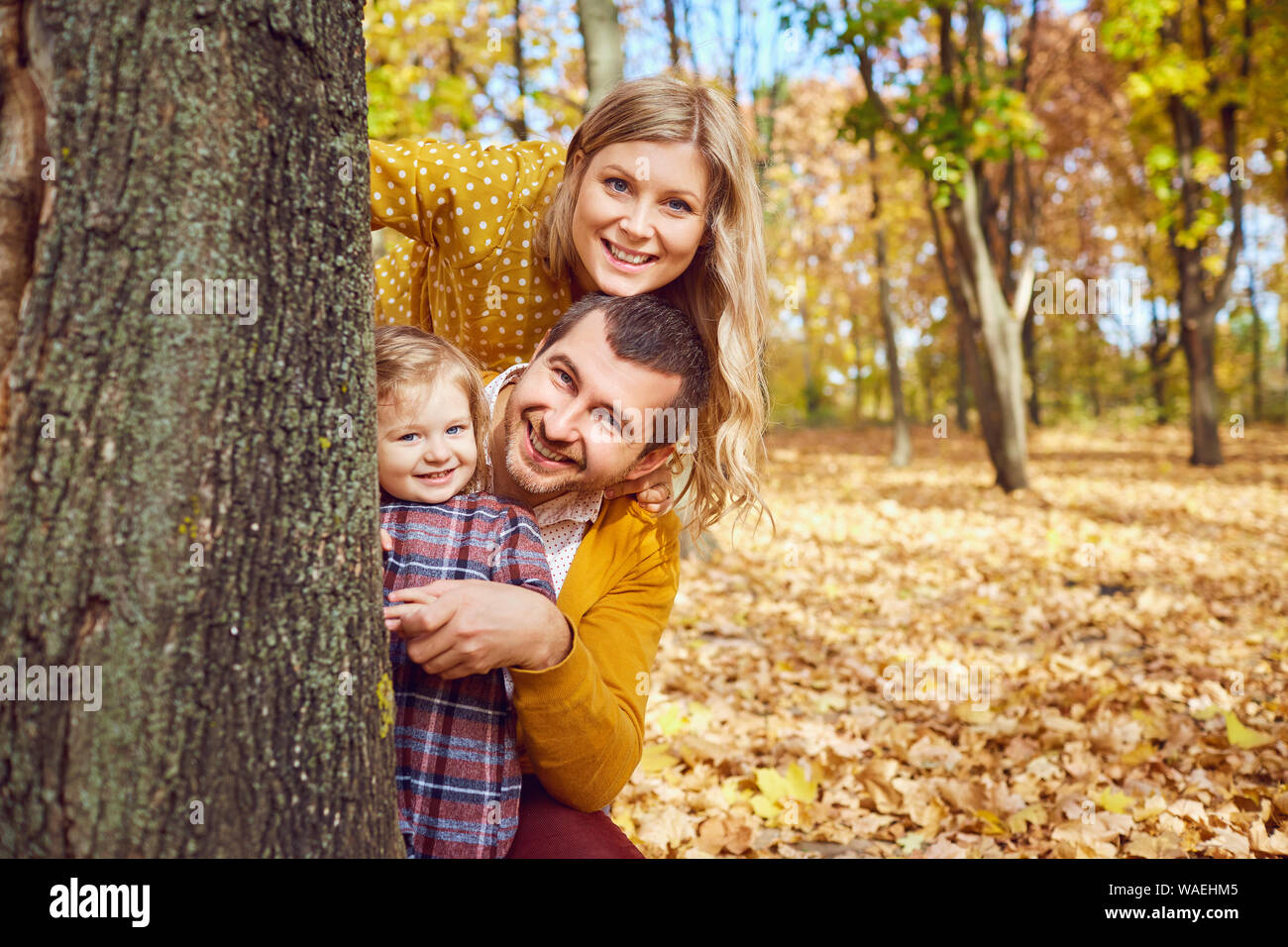 Autumn family tree hi-res stock photography and images - Alamy