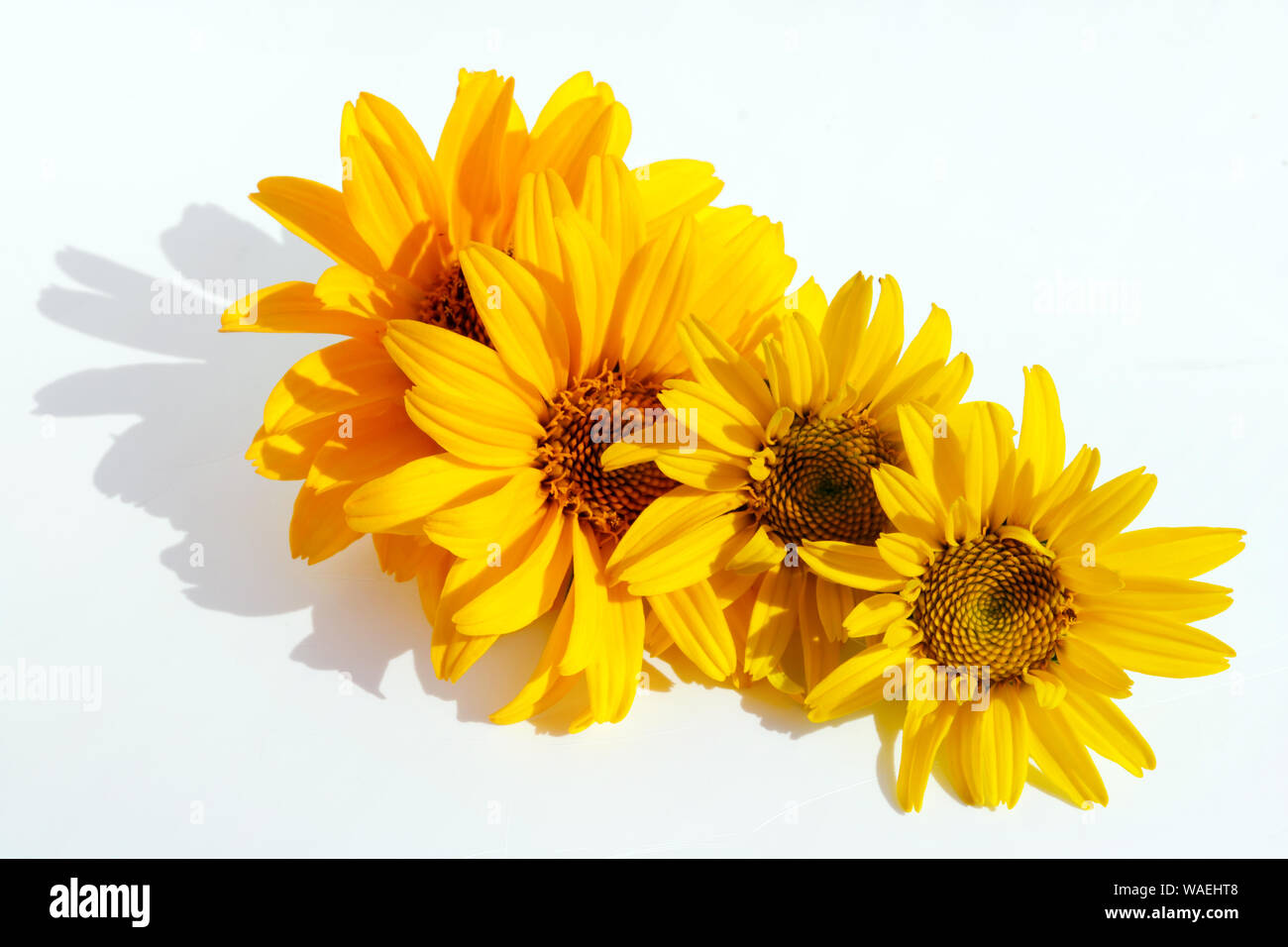 A four yellow sunflowes garden flowers lies on white paper. Hard ...