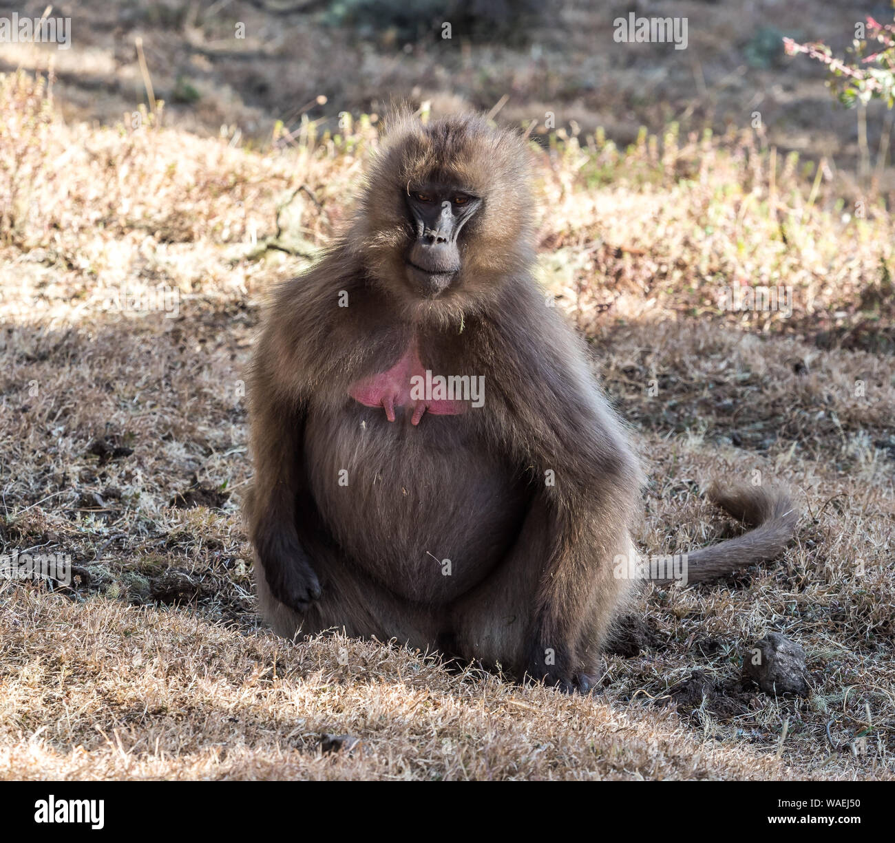 Gelada Baboon Theropithecus Gelada . Simien Mountains National Park ...
