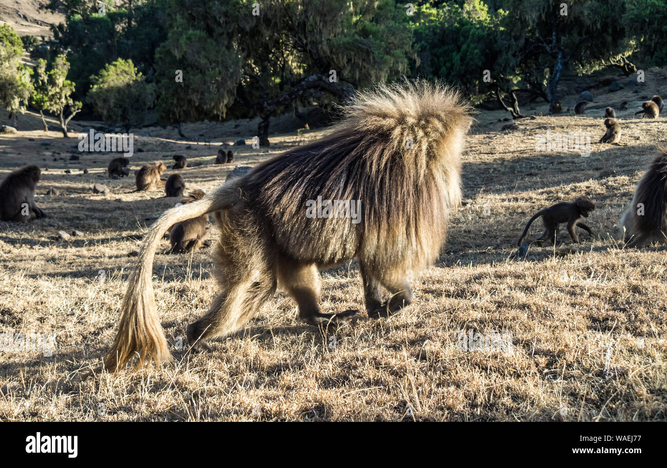 Geladas hi-res stock photography and images - Alamy