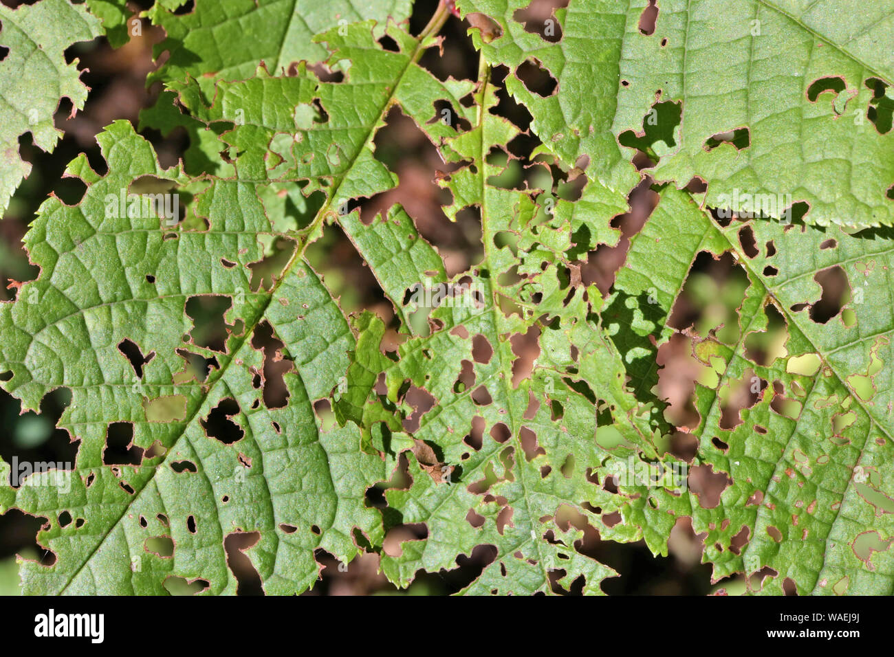 Hazelnut leaves are damaged by walnut moth caterpillars and harmful ...