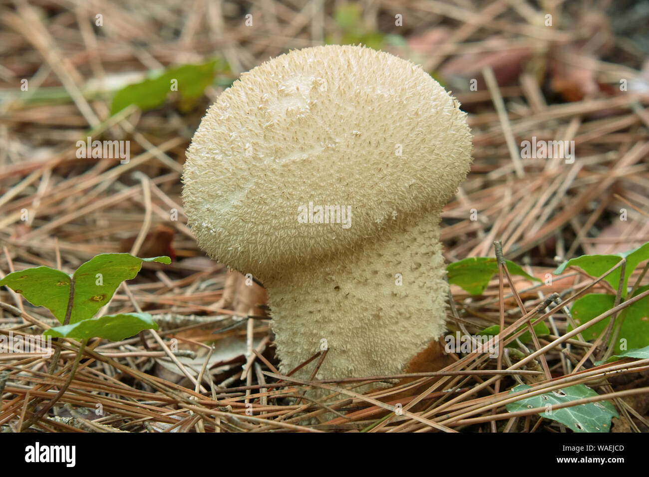 Lycoperdaceae hi-res stock photography and images - Alamy