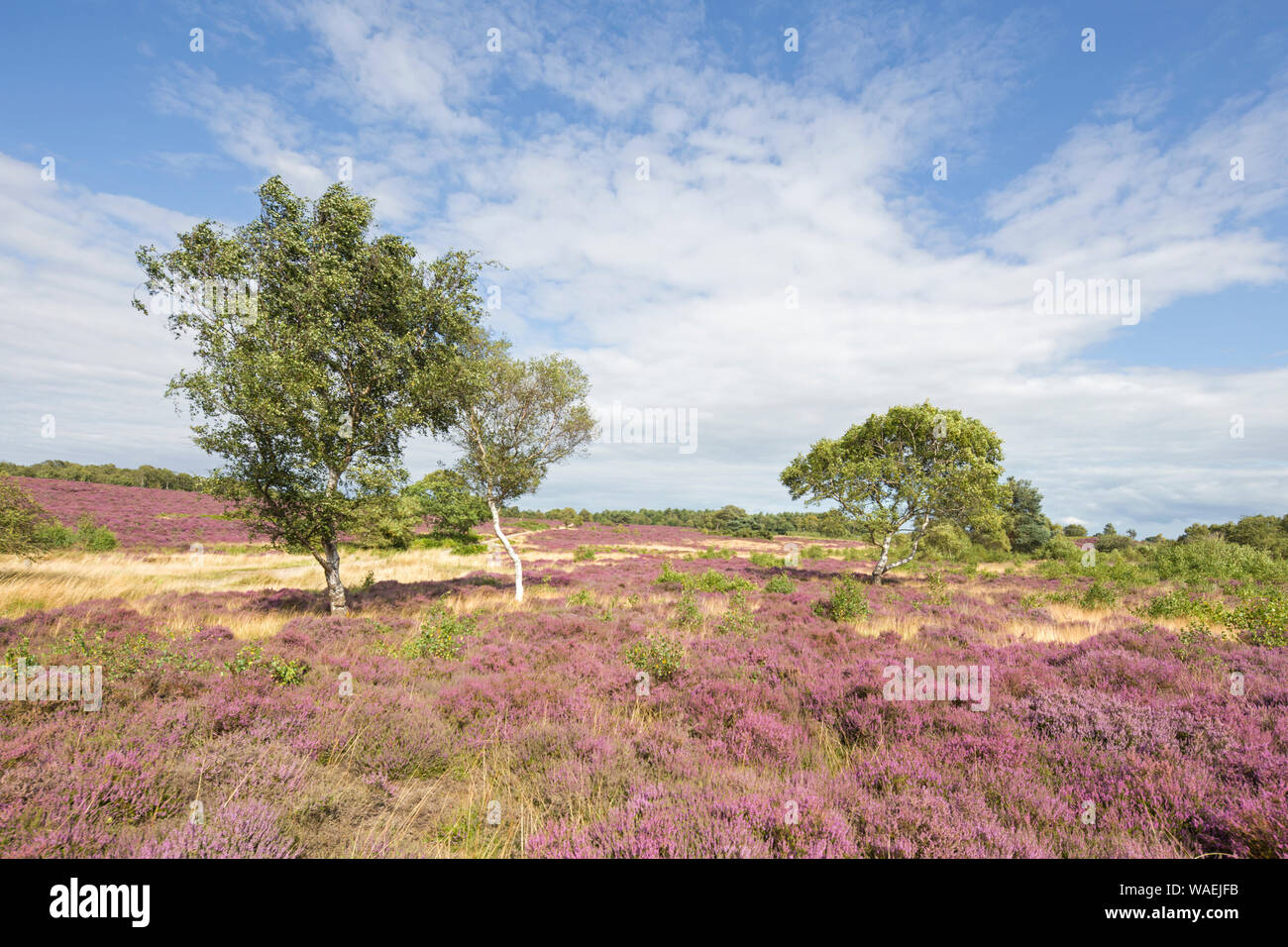 Nnr national nature reserve hi-res stock photography and images - Alamy