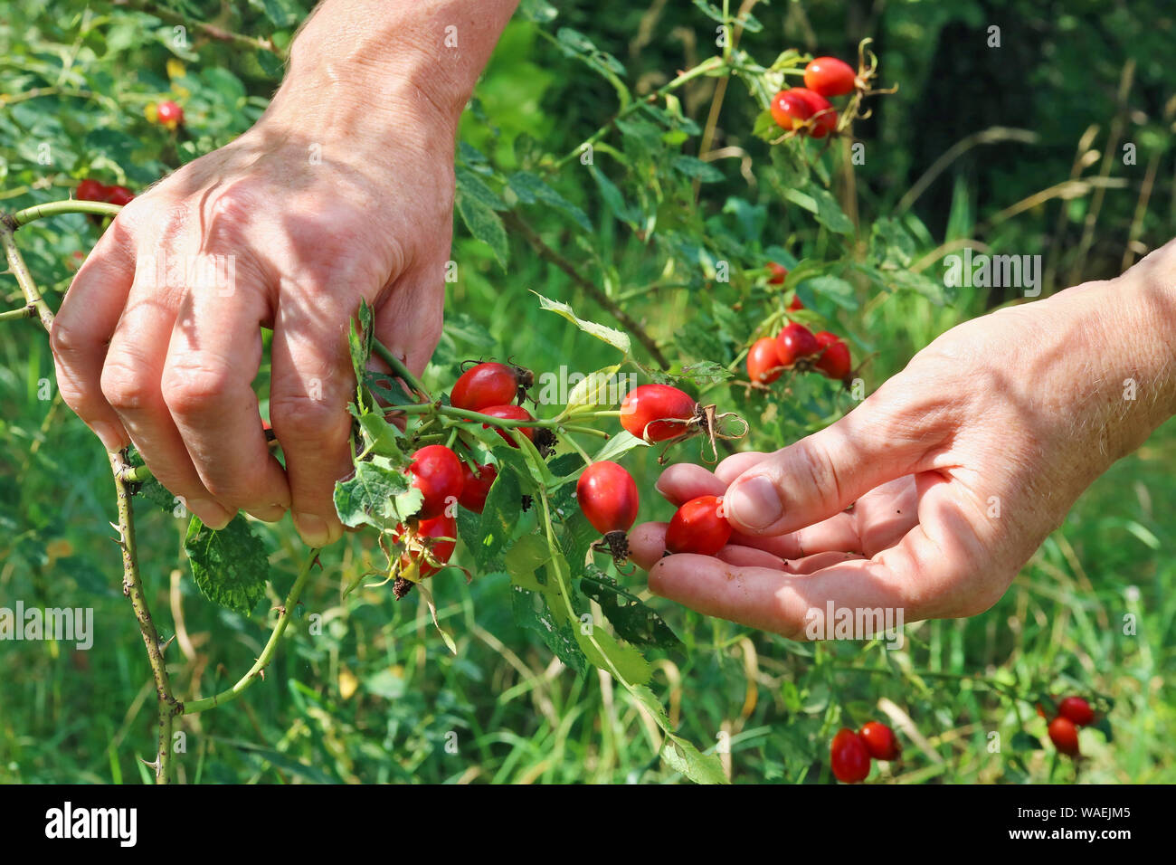 Elderly senior harvesting picking ripe briar eglantine red forest ...