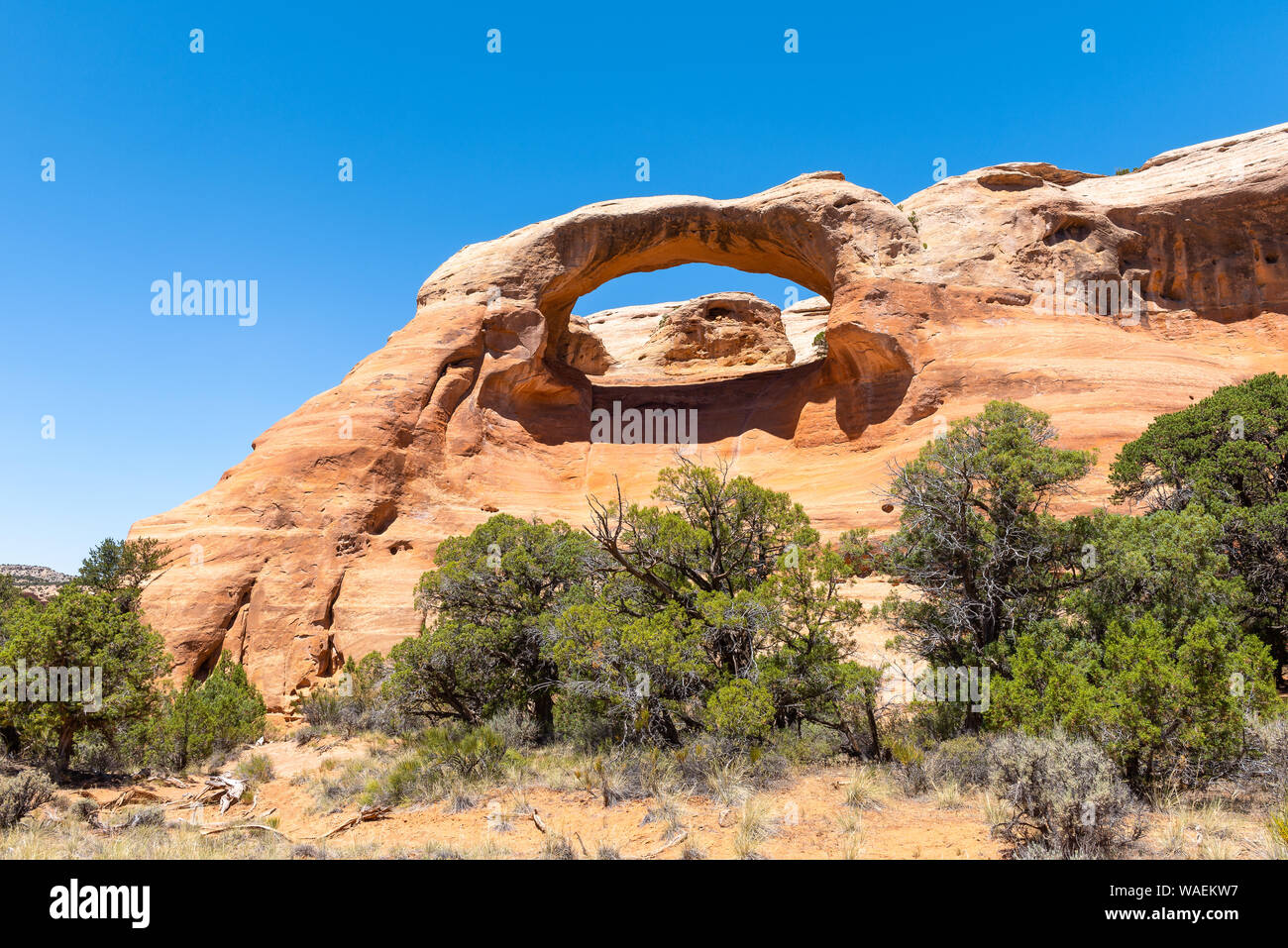Cedar tree arch hi-res stock photography and images - Alamy