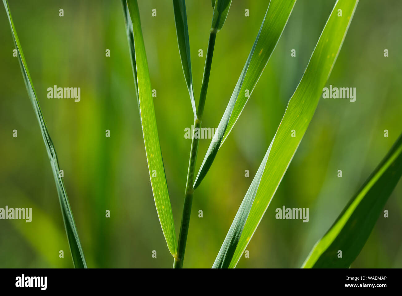 Fern leaves back lit hi-res stock photography and images - Alamy