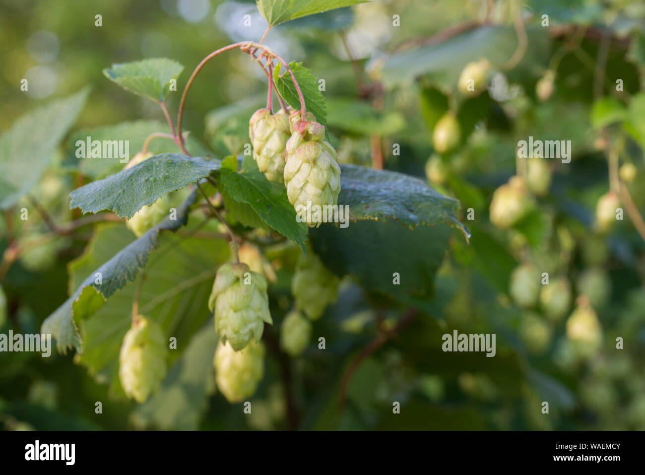 Female hop cones hi-res stock photography and images - Alamy