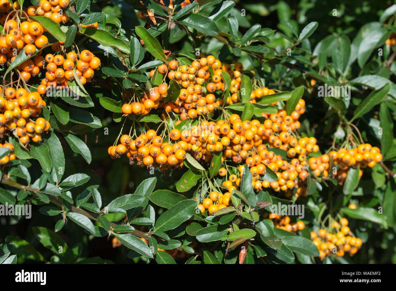 Pyracantha coccinea, the scarlet firethorn berries on summer day Stock ...