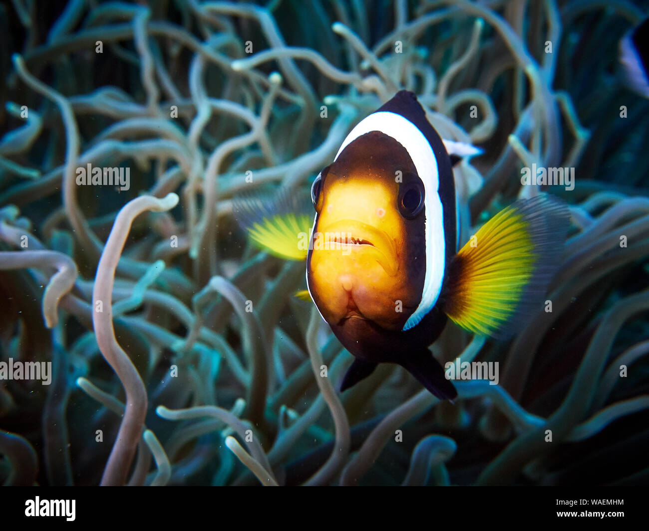 Clownfish species hi-res stock photography and images - Alamy