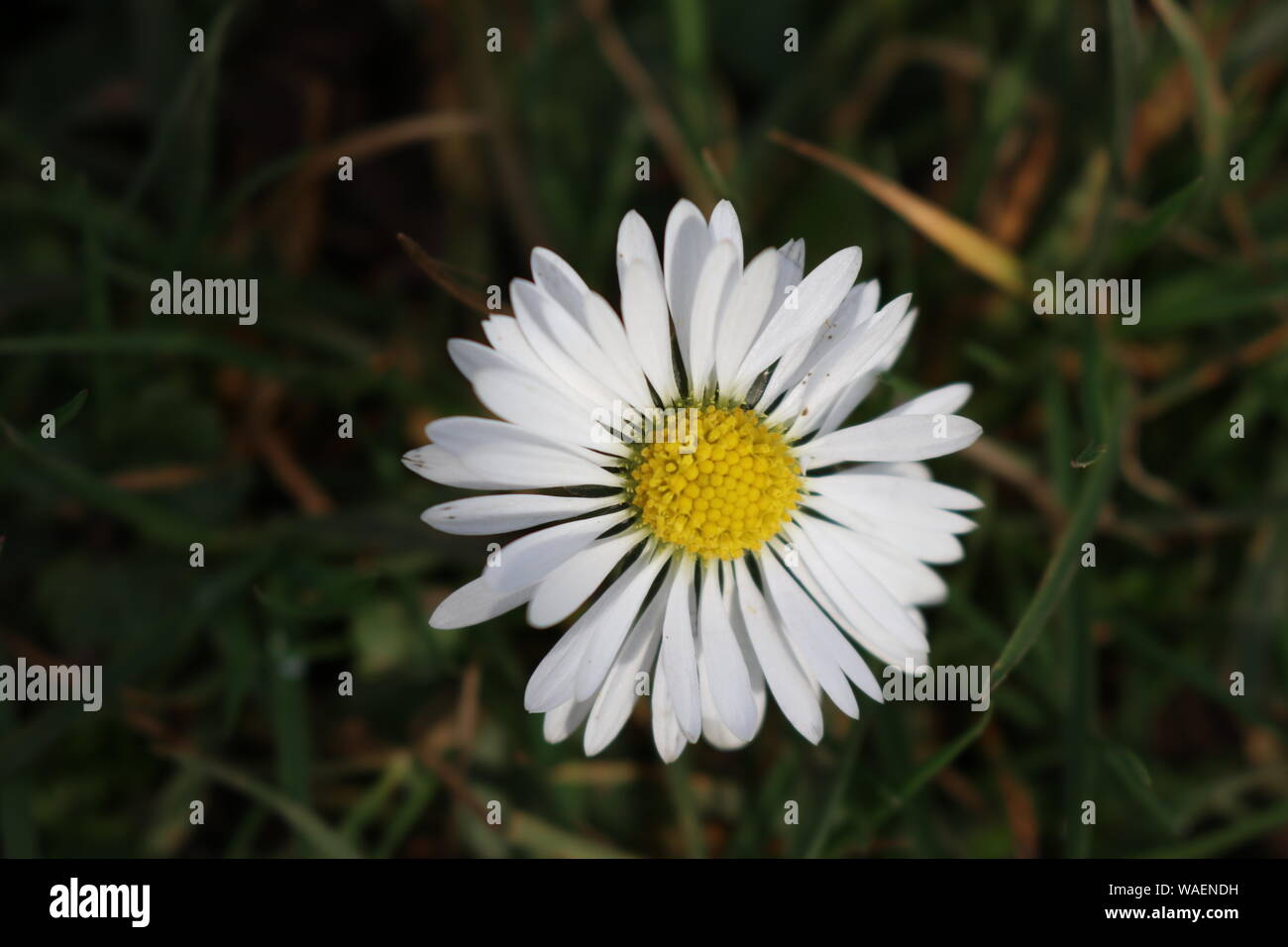 Common Daisy Leaves High Resolution Stock Photography and Images - Alamy
