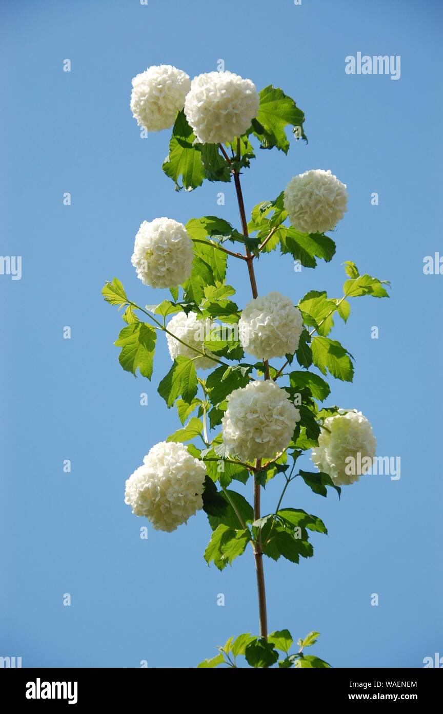 White snowballs hi-res stock photography and images - Alamy