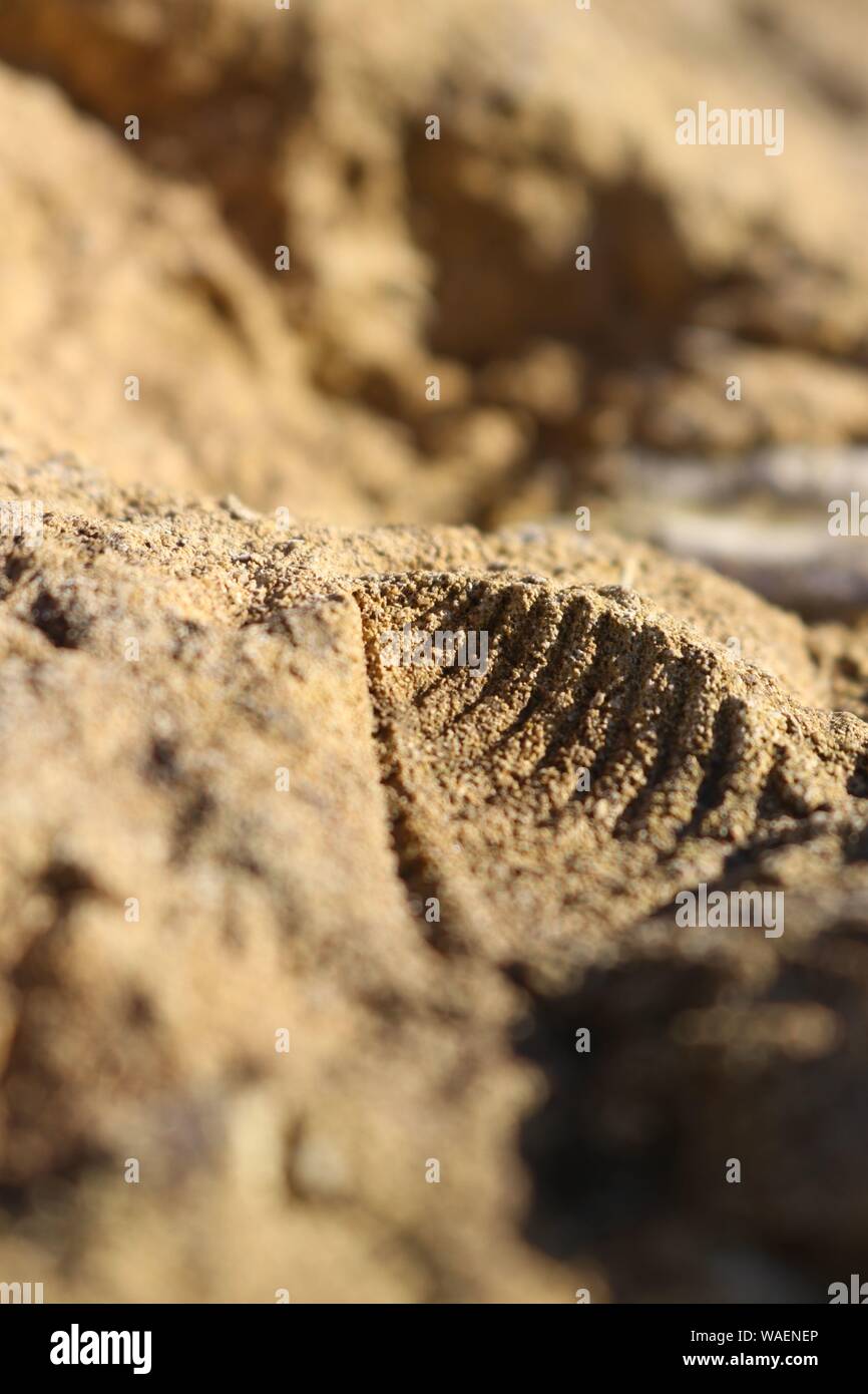 Cast And Mold Fossils High Resolution Stock Photography and Images - Alamy
