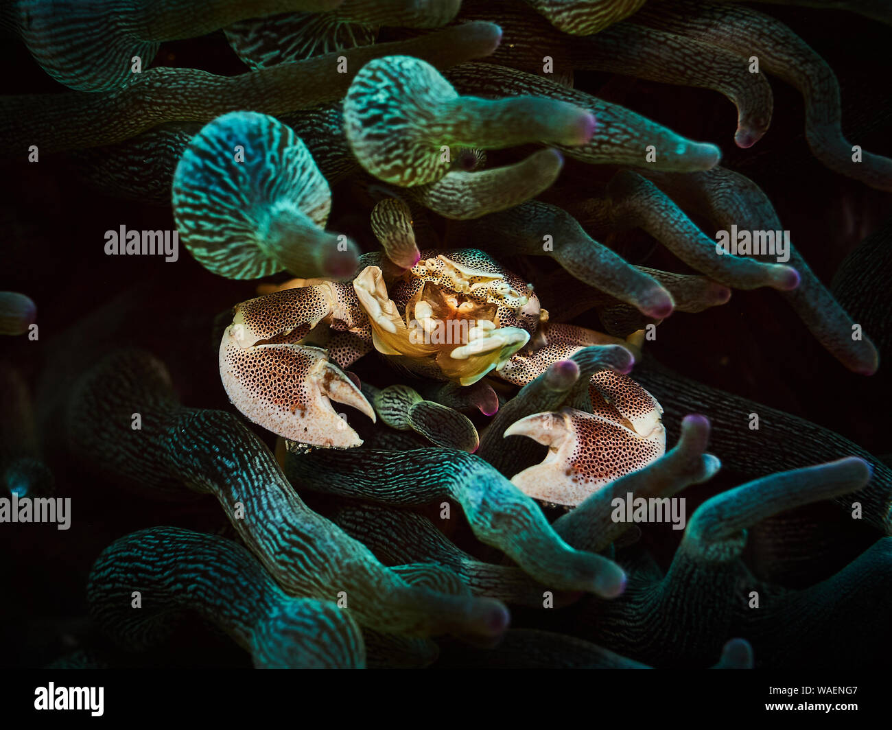Commensal crab sea anemone hi-res stock photography and images - Alamy