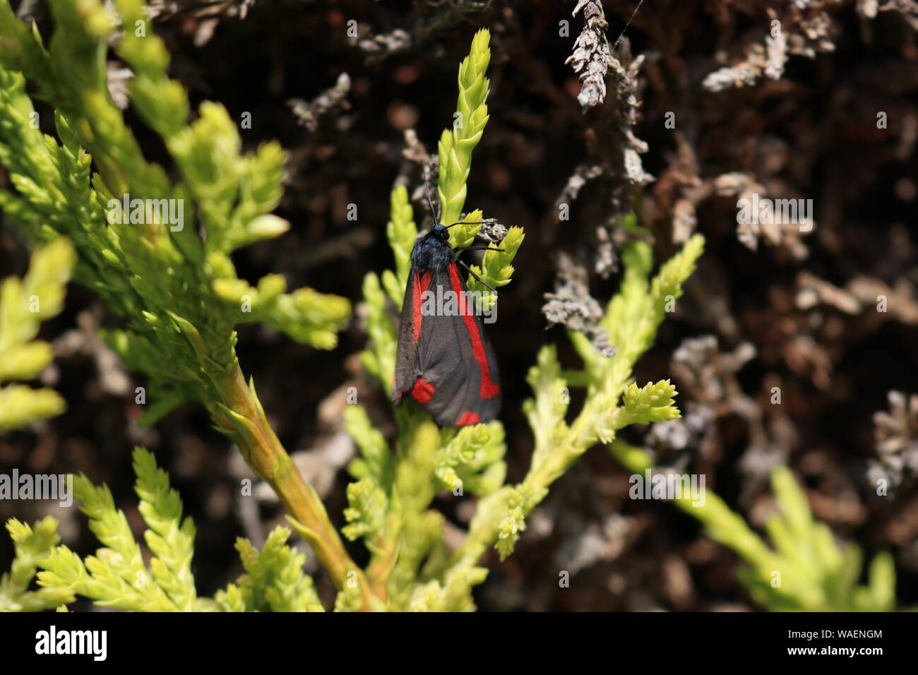 Arctiid Moth High Resolution Stock Photography and Images - Alamy