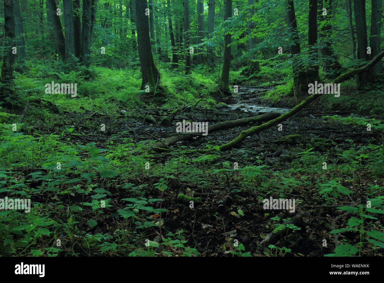 Alluvial forest in summer. Cisowa Natural Reserve, Gdynia, Poland Stock ...