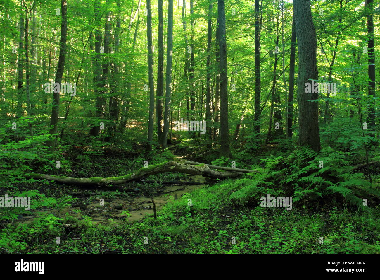 Alluvial Stone High Resolution Stock Photography and Images - Alamy