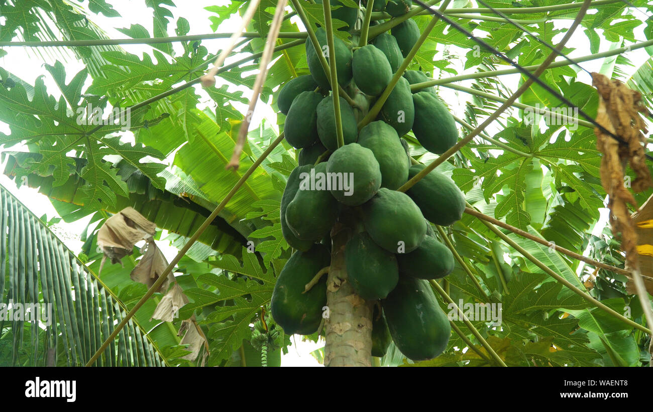 Papaya tree with green fruits. Papaya tree and bunch of fruits Stock ...