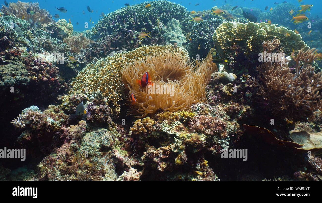 Sea anemone and clown fish on coral reef, tropical fishes. Underwater ...