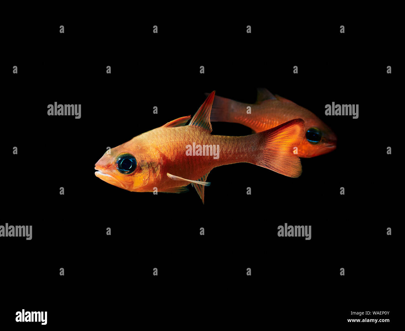 Red fish on a black background Stock Photo - Alamy