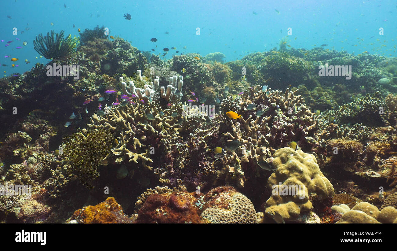 Tropical fishes and coral reef at diving. Beautiful underwater world ...