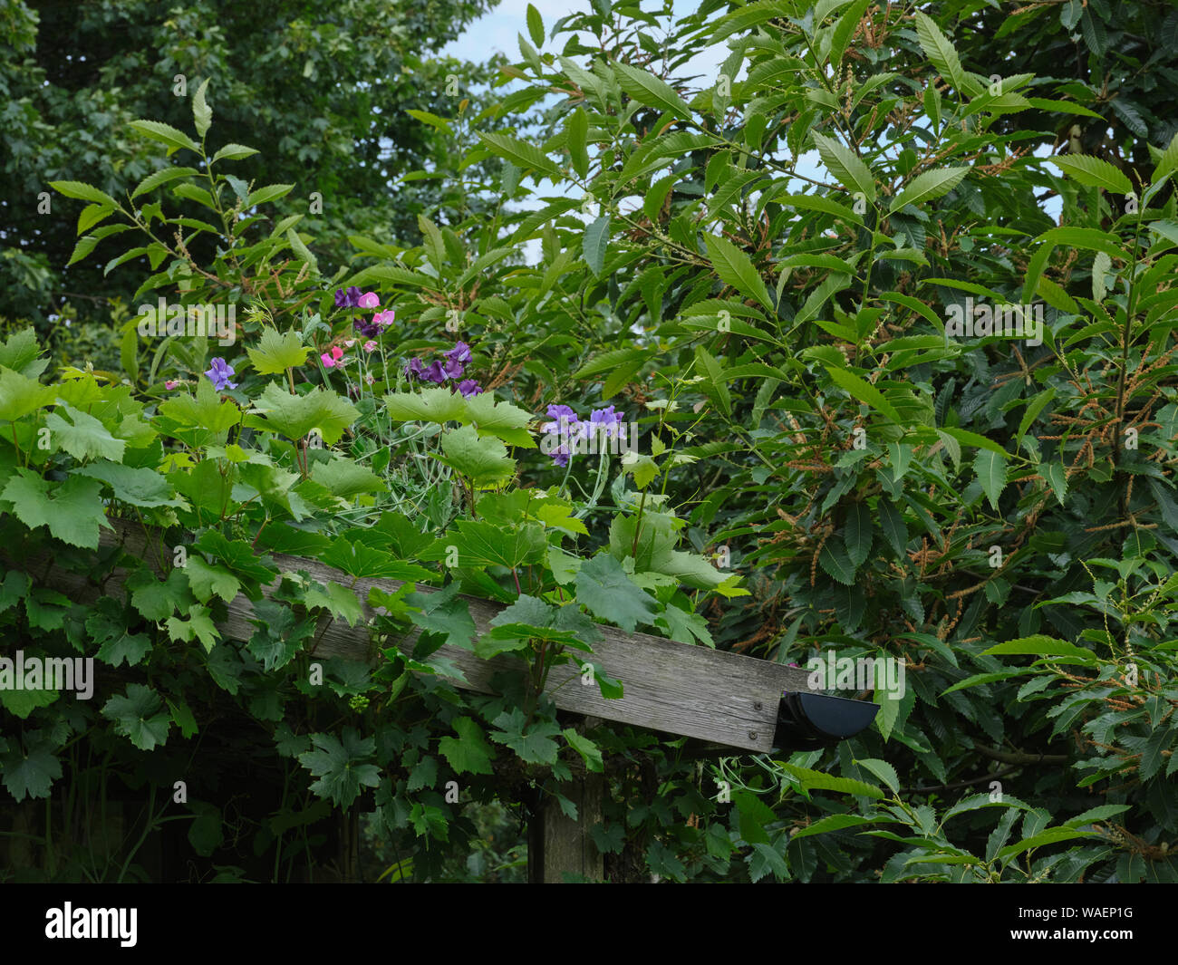 A cluster of Sweet Pea flowers grow through a vine on a garden pavilion ...