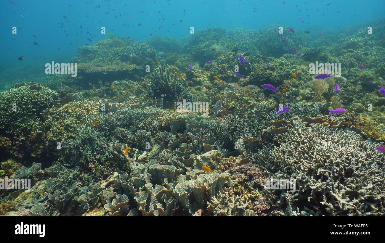 Coral reef underwater with fishes and marine life. Coral reef and ...