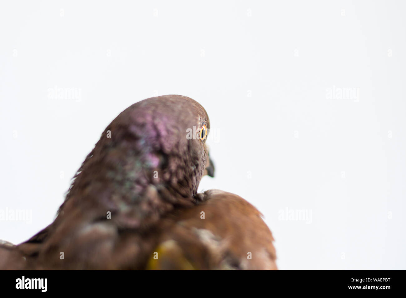back view of a pigeon with the eye in focus and white background Stock ...