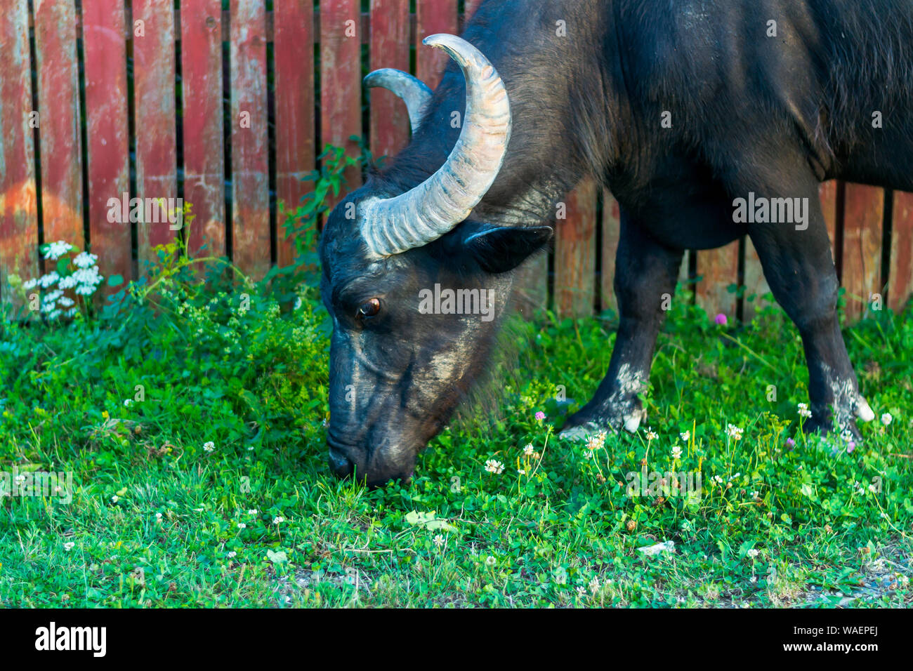 Buffalo eating hi-res stock photography and images - Alamy