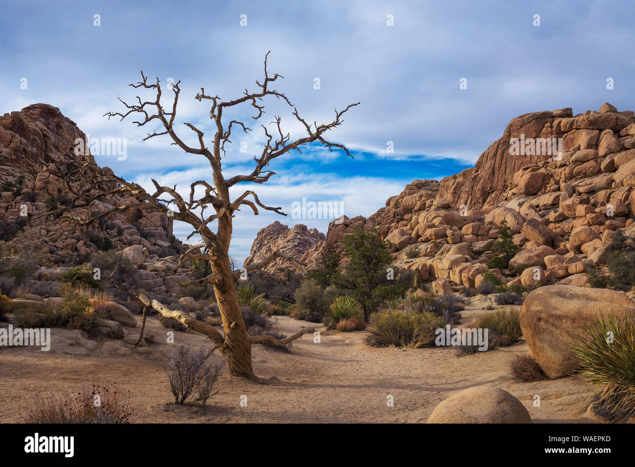 Joshua trees tree national hi-res stock photography and images - Alamy