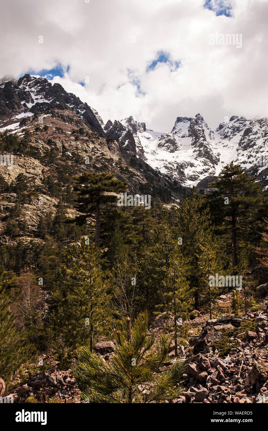 Corsican pine Pinus nigra subsp laricio with the Monte Cinto mountain ...
